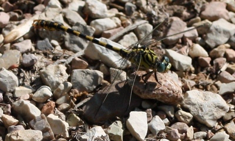 Onychogomphus forcipatus (Gomphidae) , Natura Mediterraneo | Forum ... Onychogomphus forcipatus (Gomphidae) , Natura Mediterraneo | Forum ...